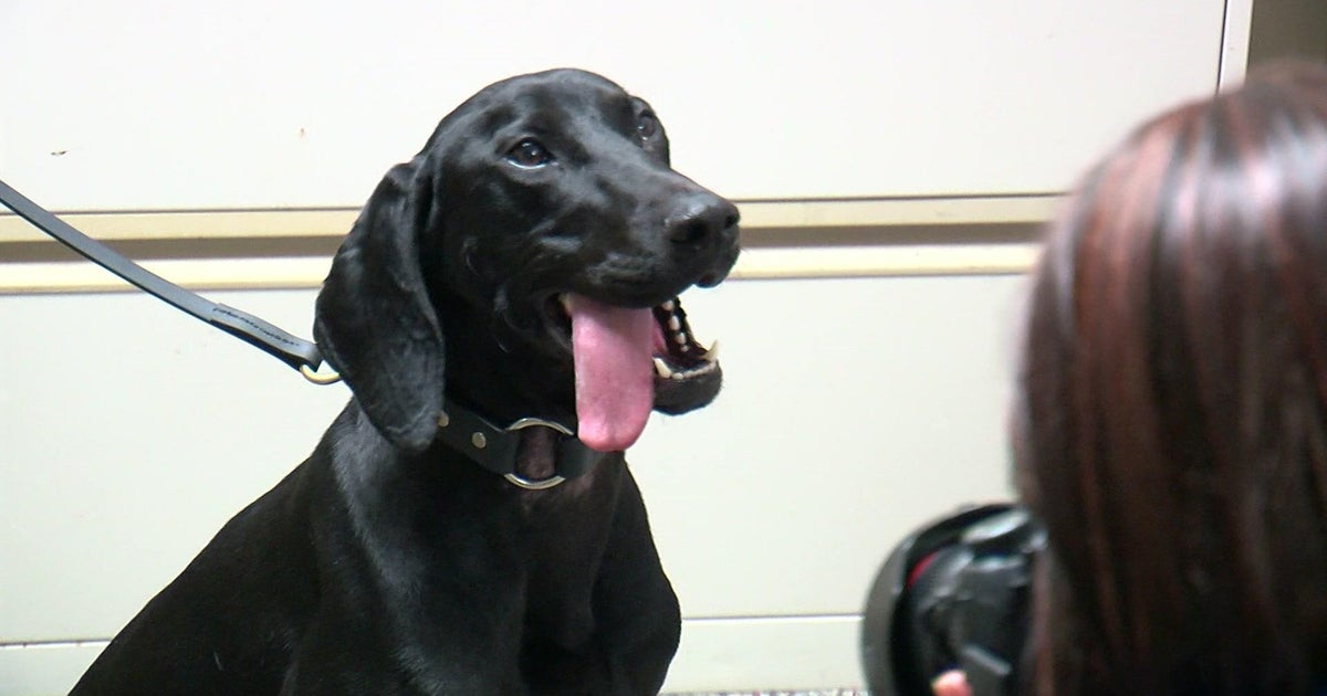 Golden Valley's new K-9 is trained to sniff out money - CBS Minnesota
