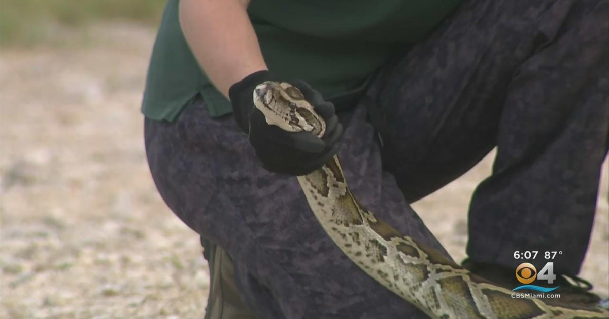 2022 Florida Python Challenge kicks off in the Everglades - CBS Miami