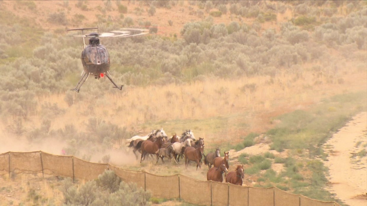BLM begins rounding up 100+ wild horses - CBS Colorado