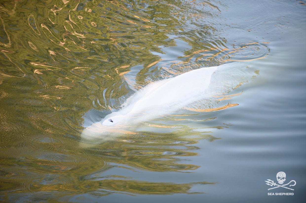 "Last-chance operation" planned to save beluga whale stranded in France ...