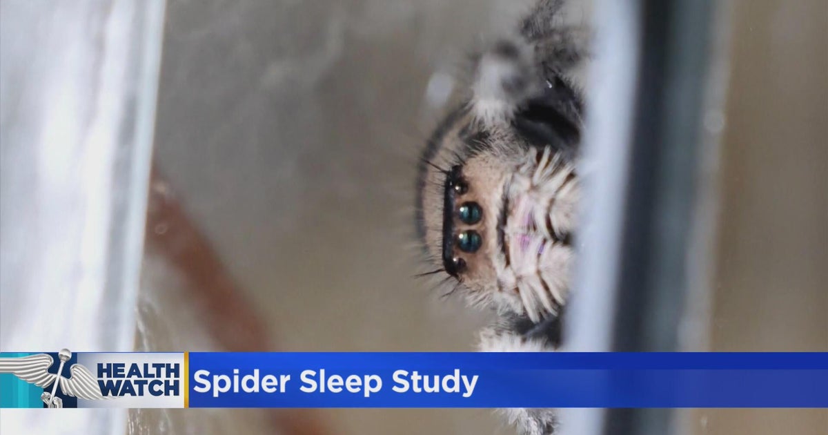 Do spiders sleep and dream? - CBS Chicago