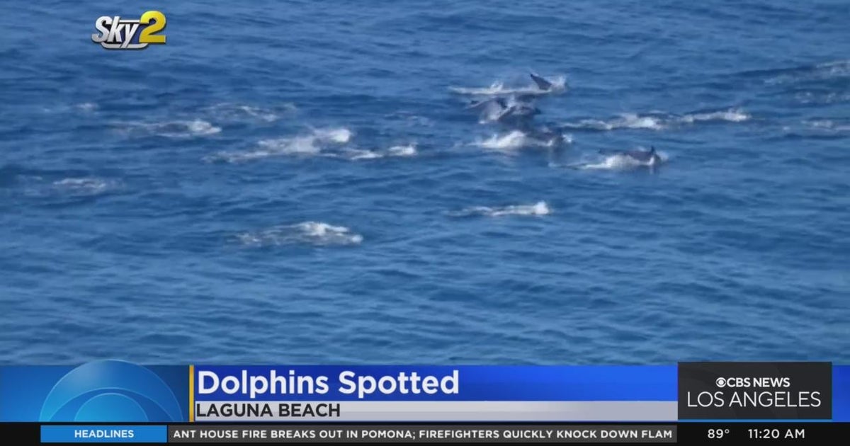 Dolphins spotted enjoying beautiful beach day in Long Beach - CBS Los ...
