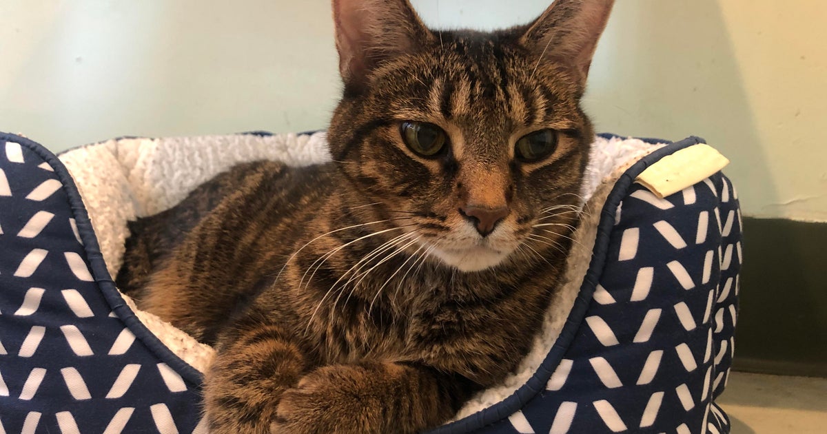 PAWS Pet of the Week: Drizzel - CBS Chicago
