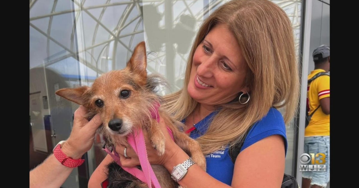 Sasha flies from Georgia to Baltimore to find her Furever Home - CBS ...