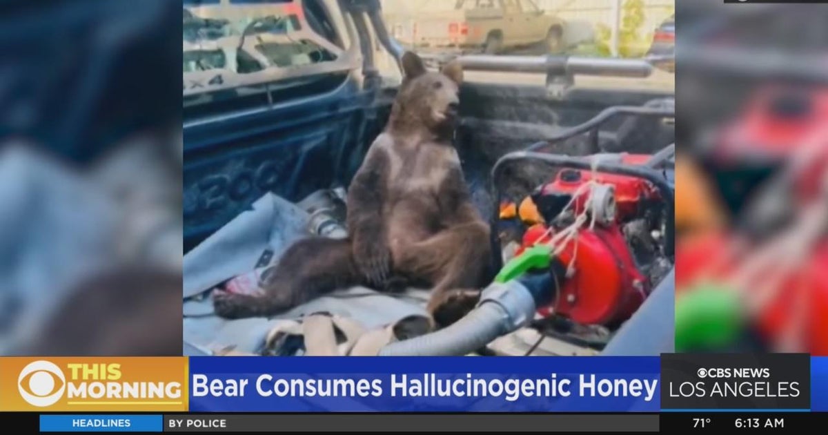 Bear-ly sober: Viral video shows wild bear who accidentally ate ...