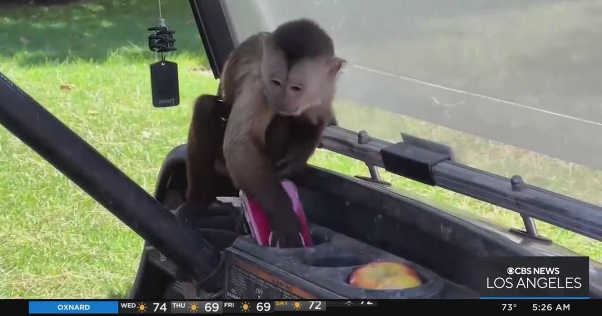 Authorities left speechless after monkey dials 911 in Paso Robles - CBS ...