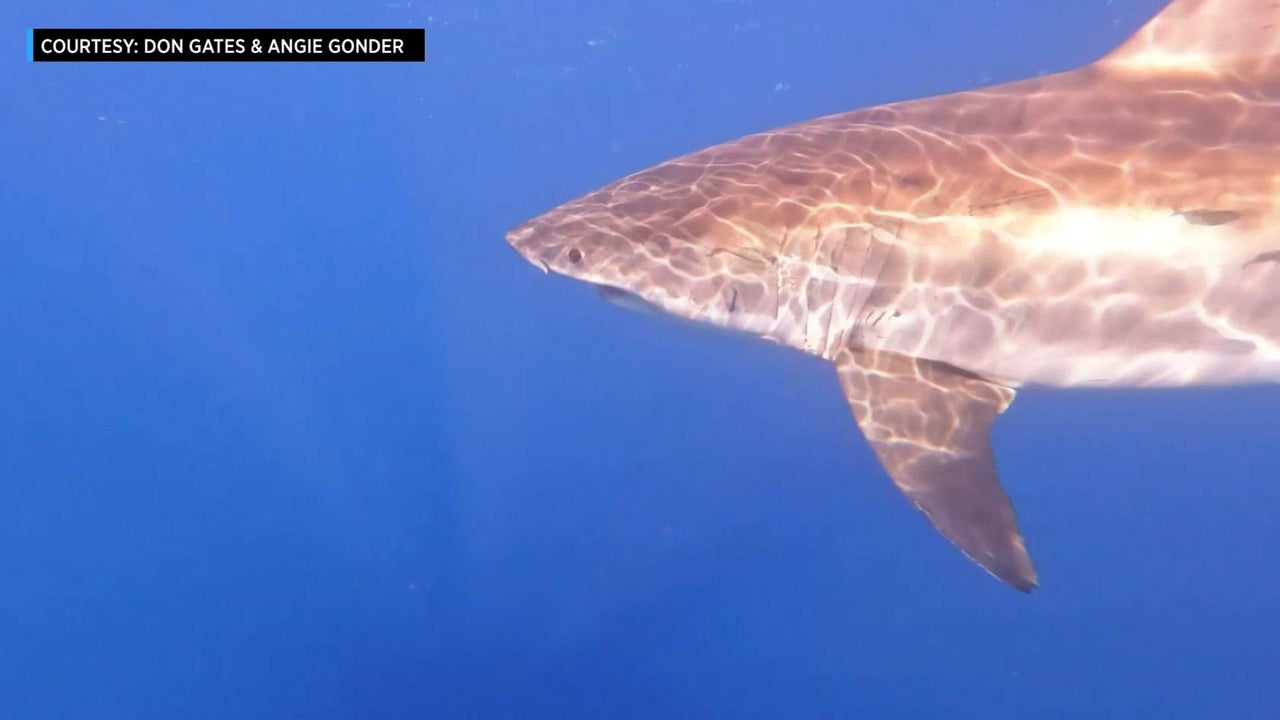 Stories About Great White Shark - CBS Miami