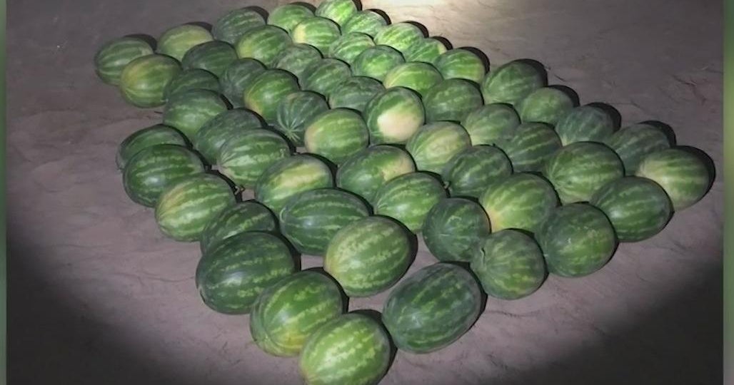 Watermelon heist stopped by Merced County Sheriff's deputies - CBS ...