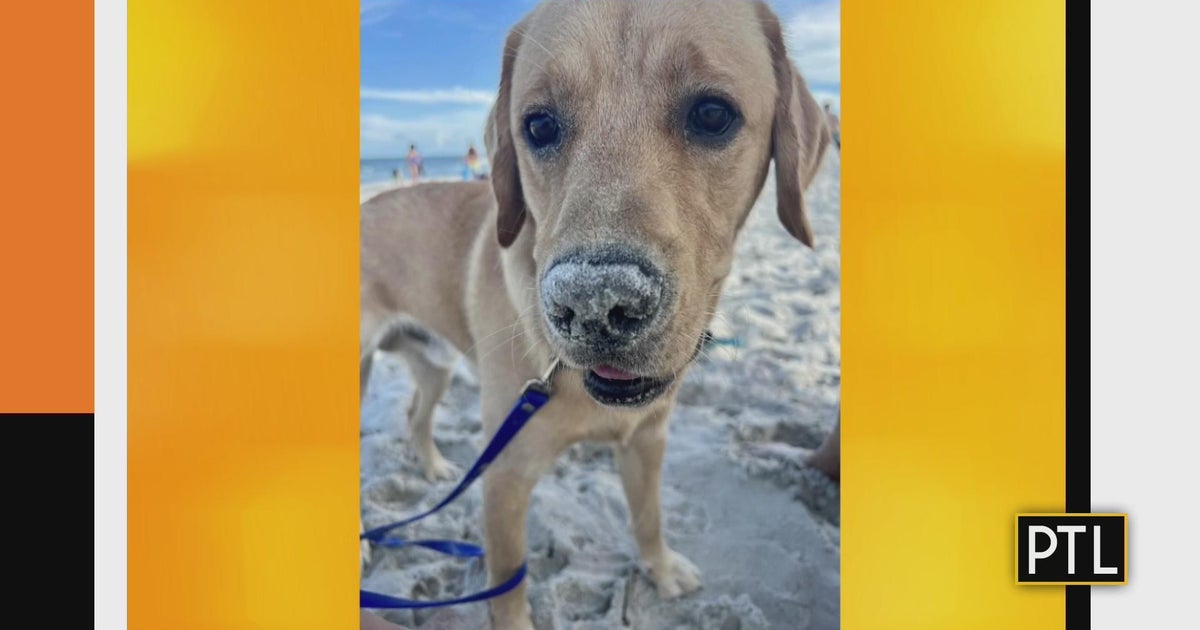 PTL Pupdate: Donny goes to the beach - CBS Pittsburgh
