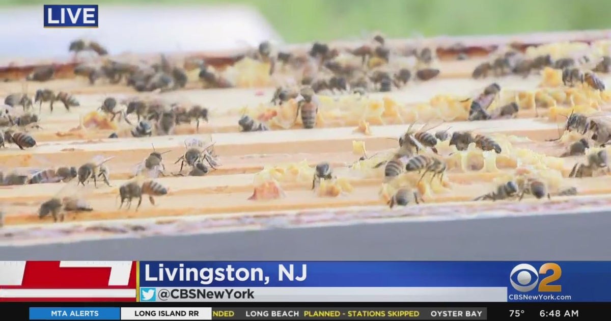 Shop Local Saturday: Bee Indulgent - CBS New York