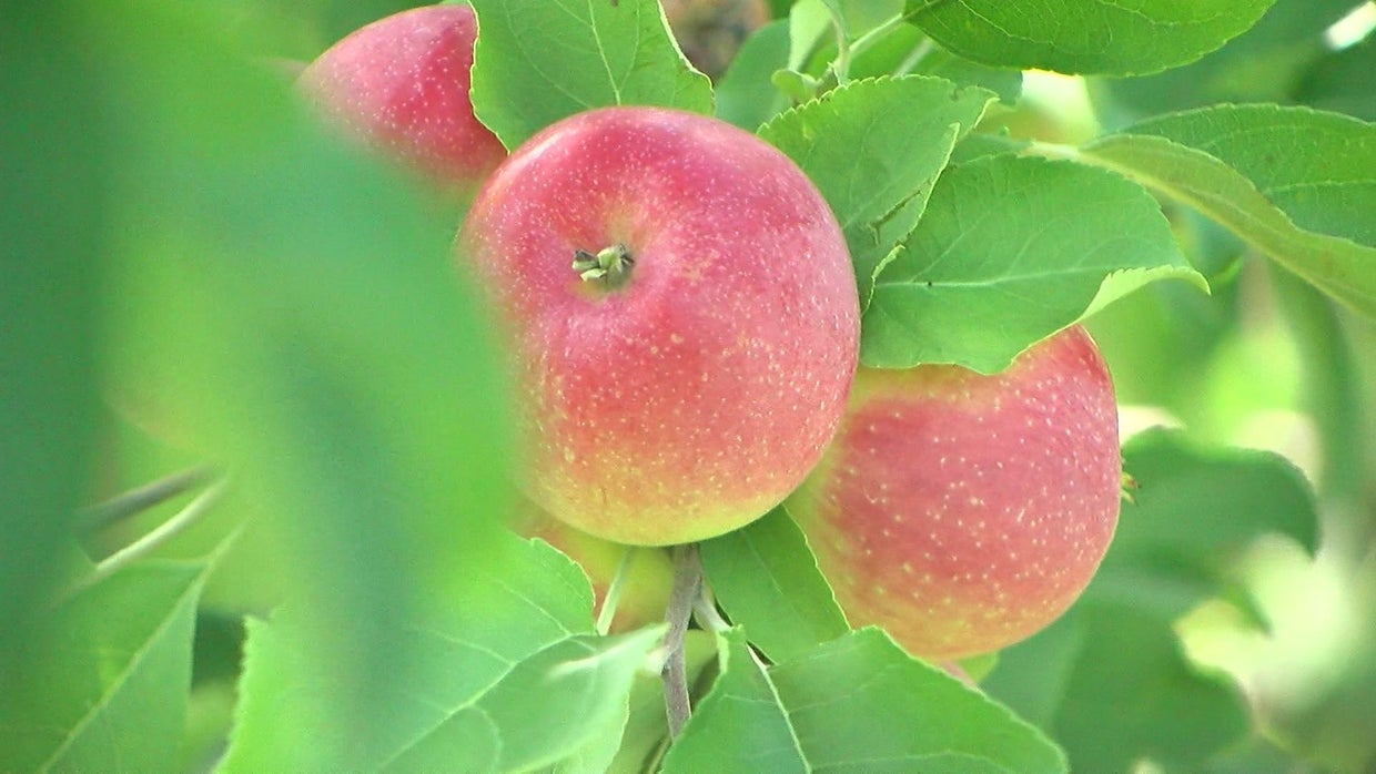 Drought forces some apple orchards to push back opening dates - CBS ...