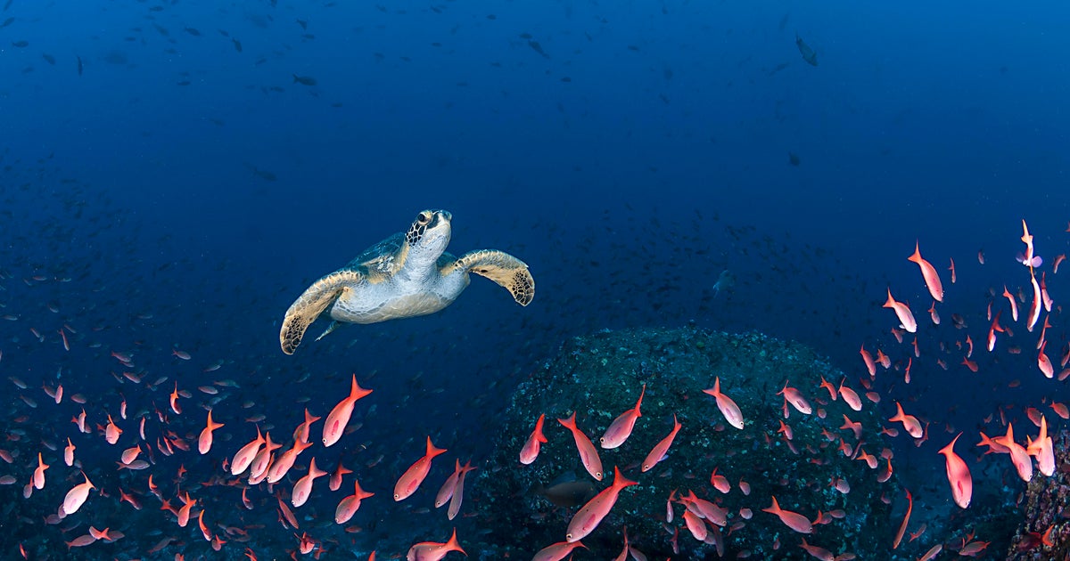Nearly every marine species will be at risk of extinction within 78 ...