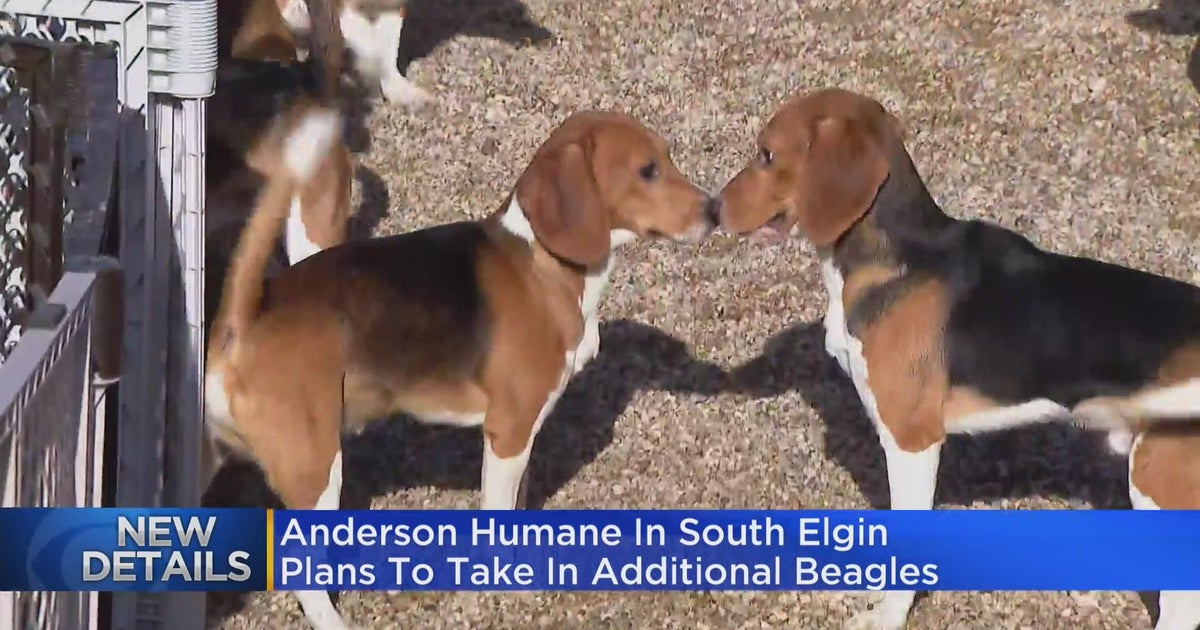Anderson Humane Society taking in 75 more beagles after rescuing 100 ...