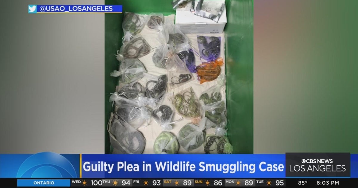 Oxnard man pleads guilty to smuggling 1,700 wild animals worth an ...