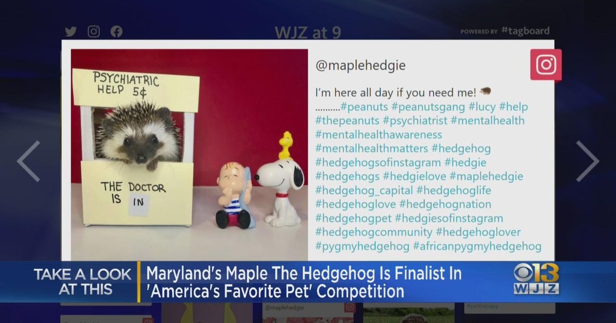 Maryland's Maple the Hedgehog is finalist in 'America's Favorite Pet ...