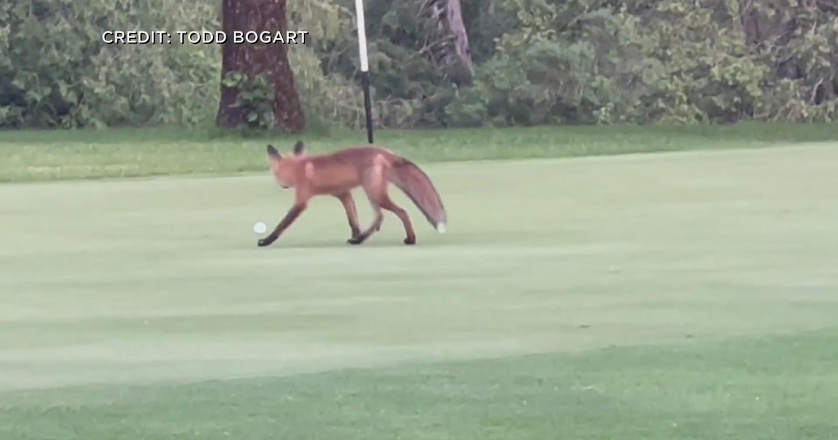 Fox goes for the green on Northfield golf course - CBS Minnesota