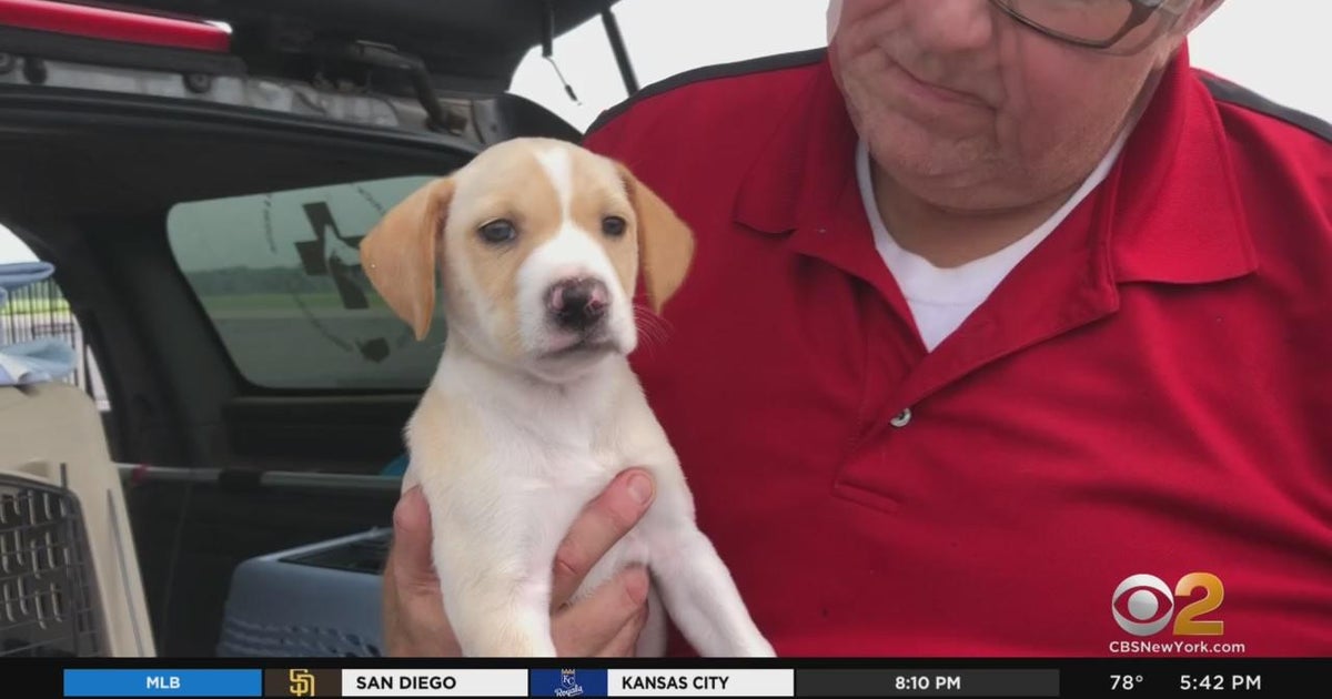 "Pilots to the Rescue" help save animals at risk of being euthanized ...