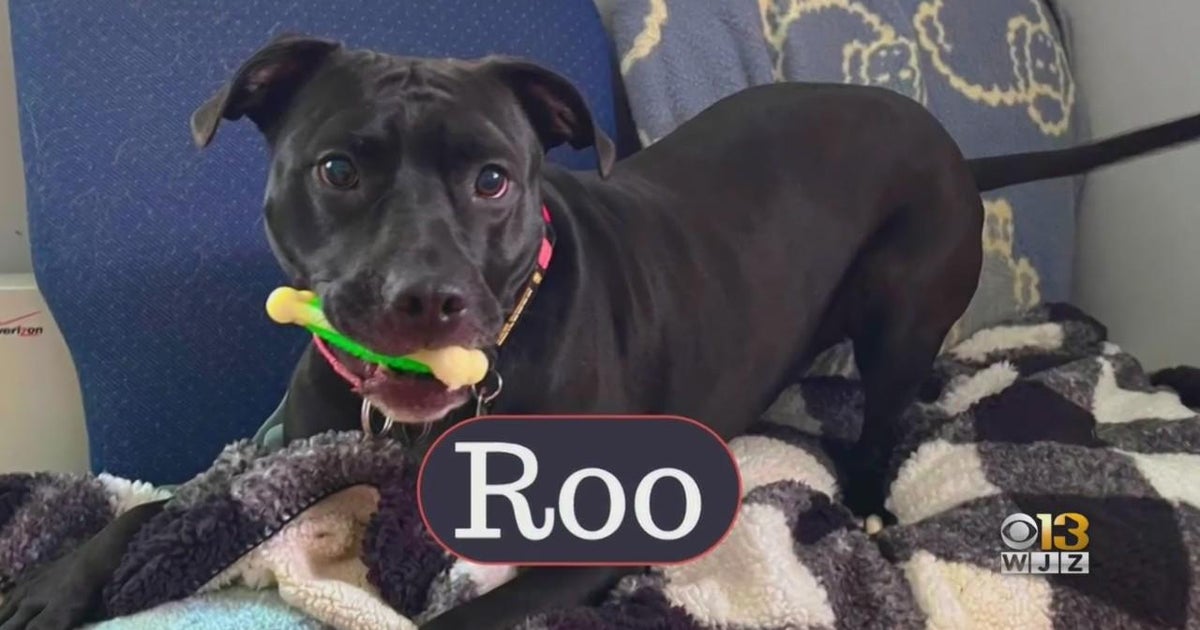 Furever Home: Roo is looking for someone to love - CBS Baltimore