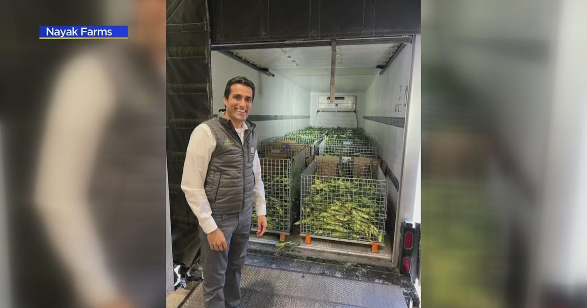 Nayak Farm donating thousands of pounds of corn to local food banks ...