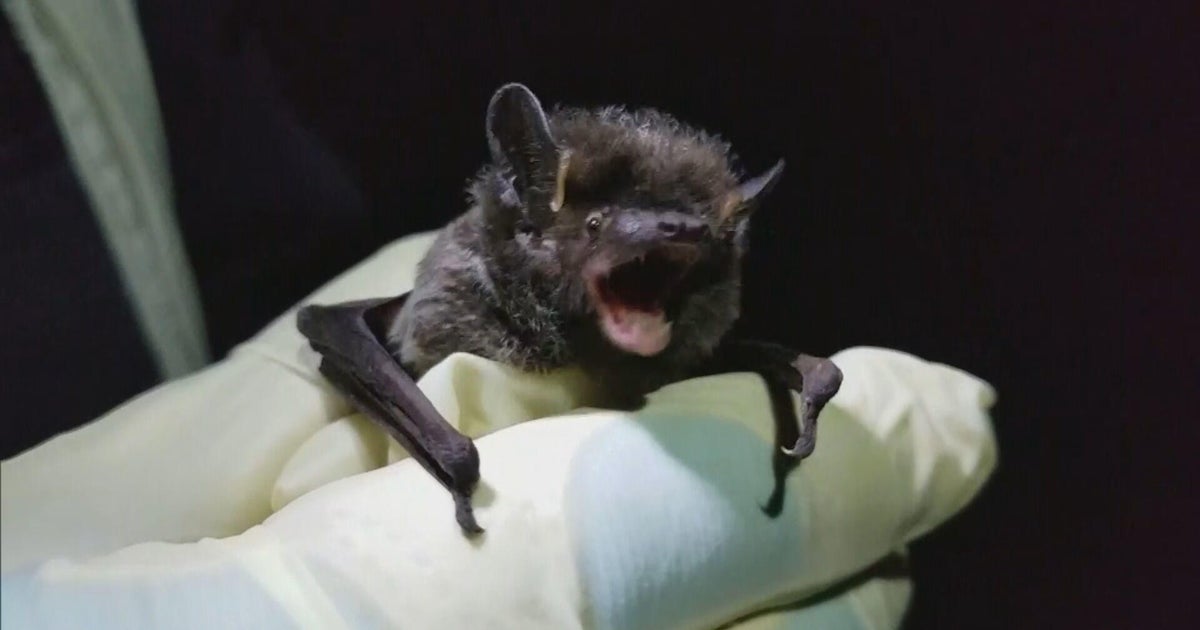 Orange County warns of rabid bat found in Fountain Valley - CBS Los Angeles