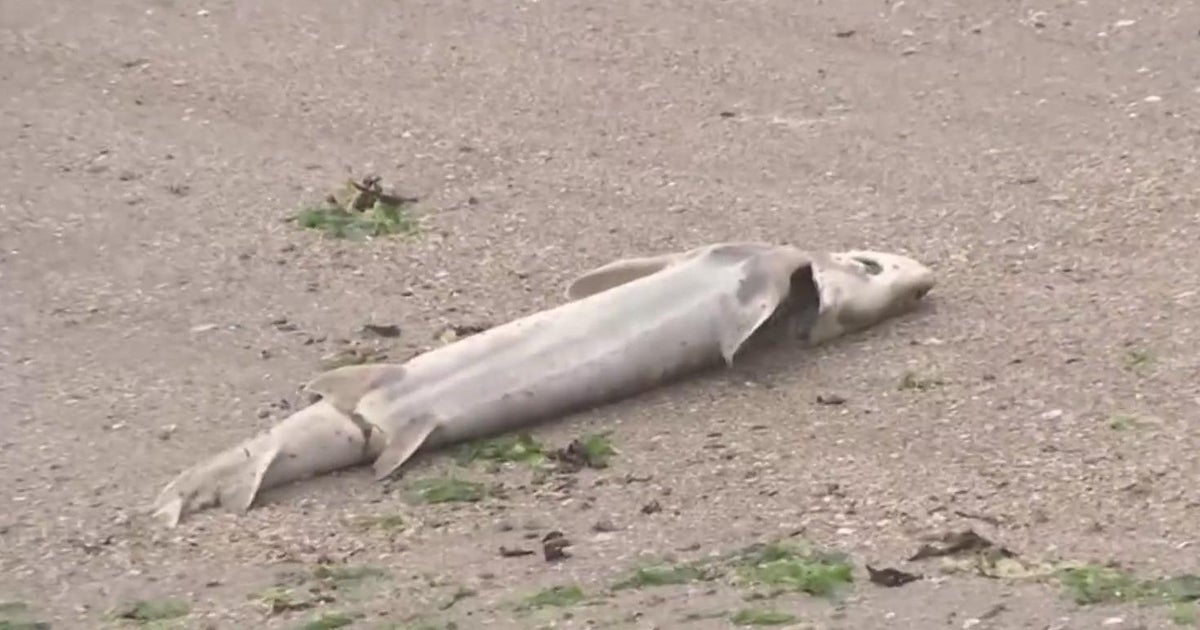 Toxic algae bloom killing off thousands of fish in Bay Area waters ...