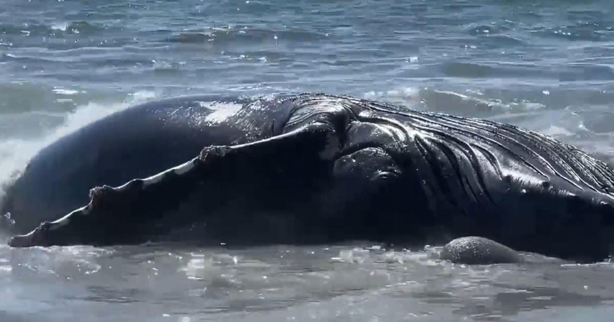 Whale carcass washes ashore at Manhattan Beach in Half Moon Bay - CBS ...