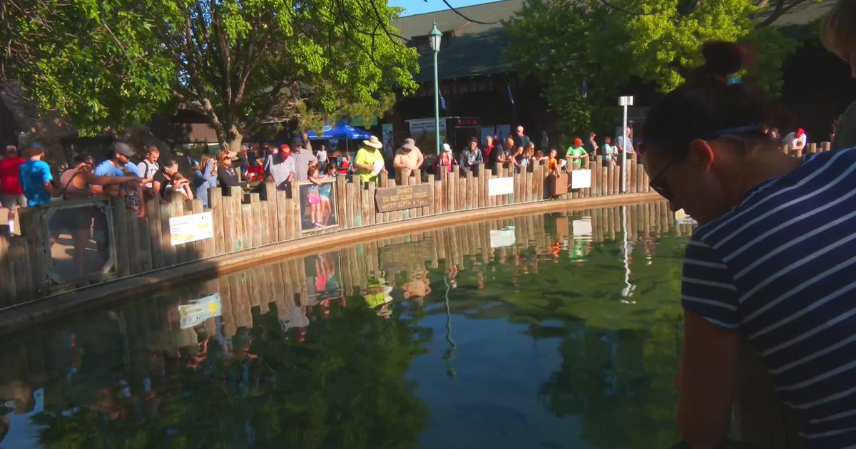 The story behind the State Fair's fish pond - CBS Minnesota