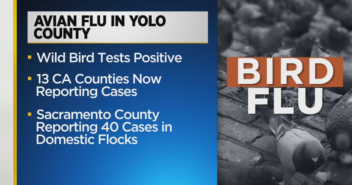 Wild bird in Yolo County tests positive for avian flu - CBS Sacramento