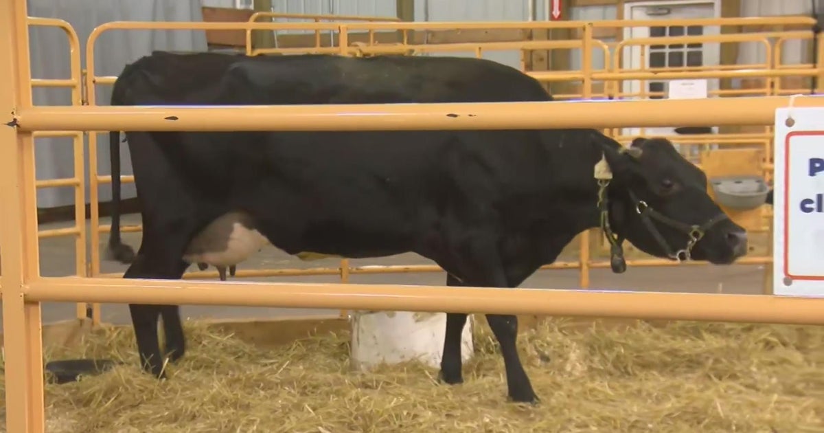 Previewing day 8 of Minnesota State Fair - CBS Minnesota
