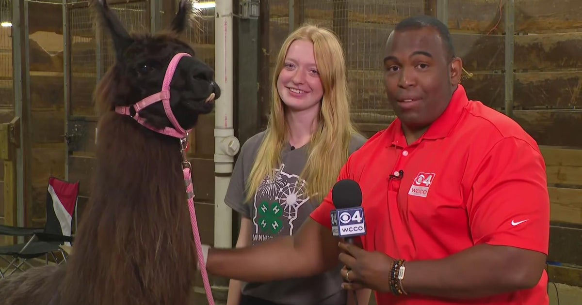 State Fair animals: A.J. Hilton meets a llama - CBS Minnesota