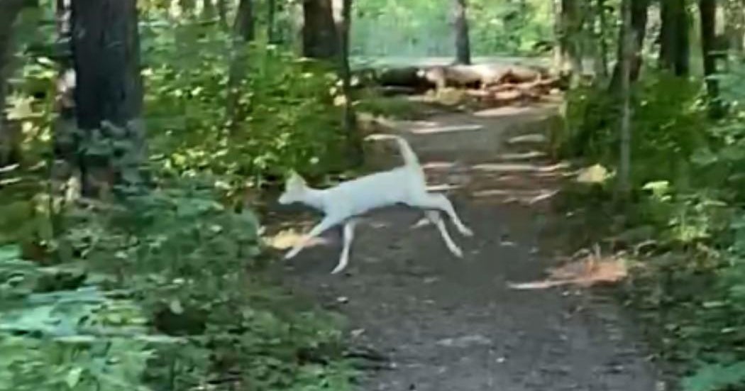 Rare albino fawn spotted near Lake Mille Lacs - CBS Minnesota