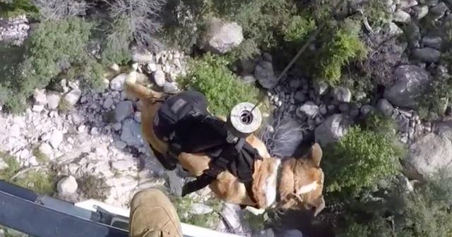 Dog airlifted from remote canyon trail in Arizona - CBS News
