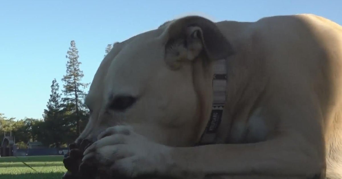 Murphy the support dog making the day of some of the UC Davis women's ...