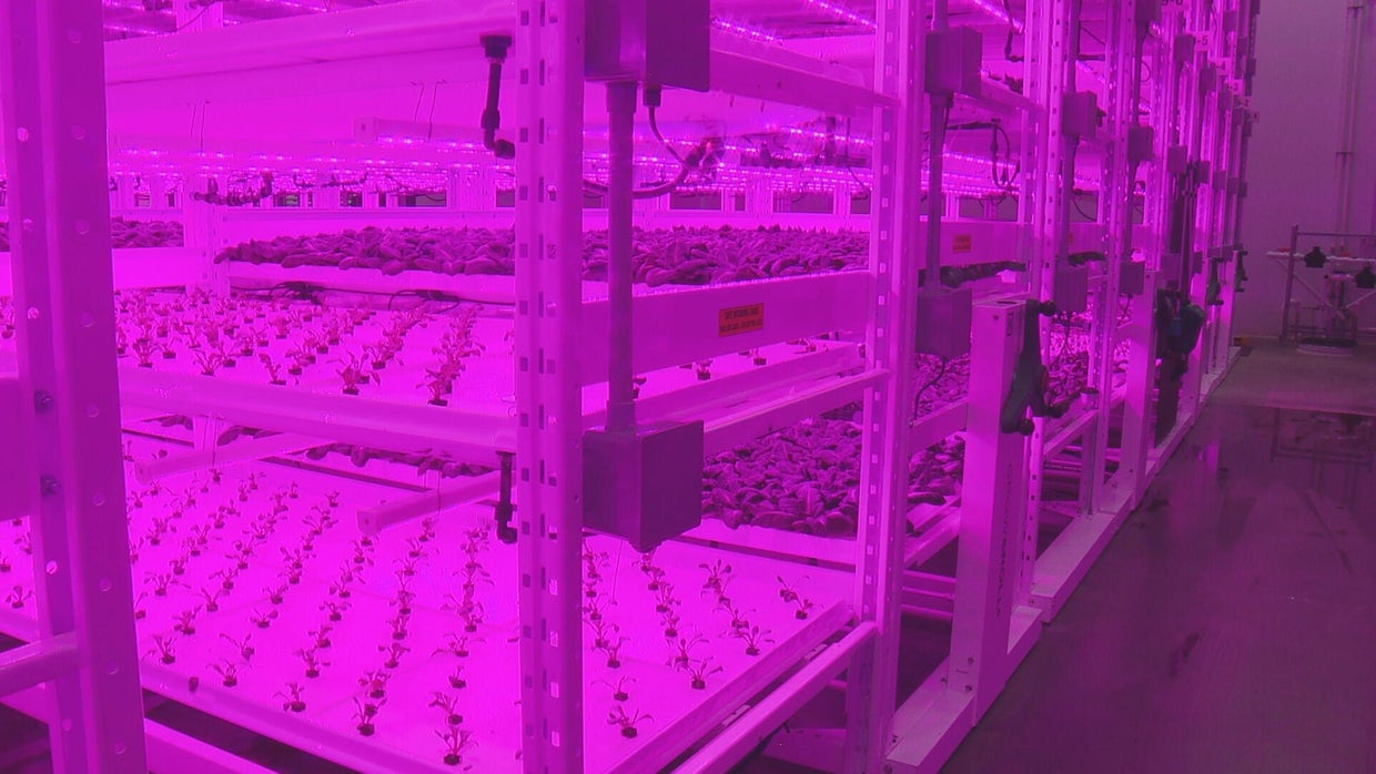 Farming goes indoors at Aurora's Kalera Leafy Green Operation - CBS ...