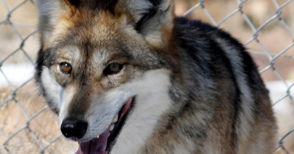 Endangered wolf recaptured after escaping habitat at Cleveland ...