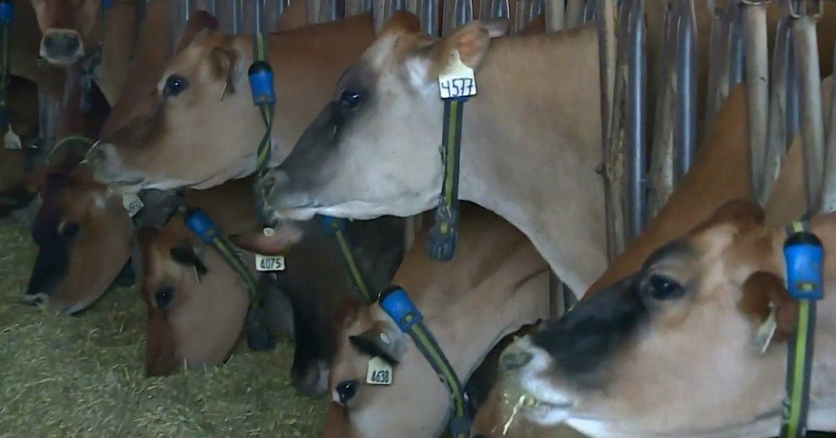 String of days with triple-digit heat proving deadly for NorCal dairy ...