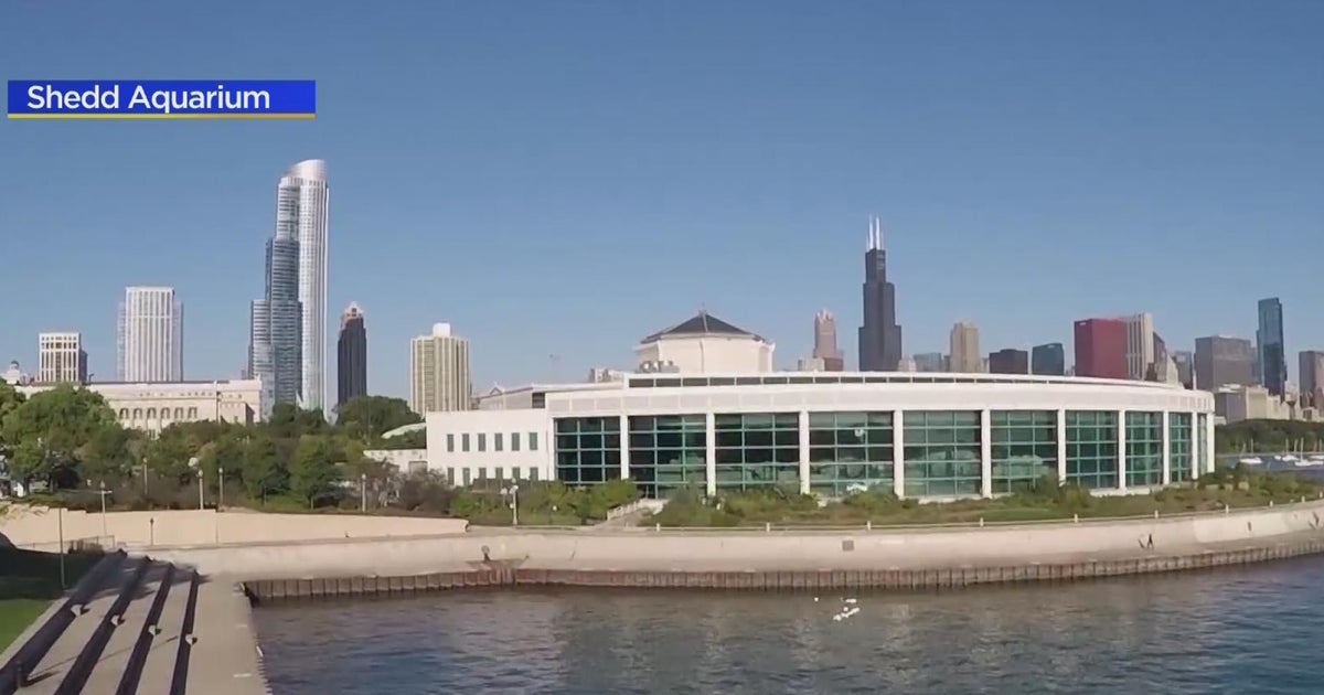 Shedd Aquarium hosting after-hours house party Thursday night - CBS Chicago