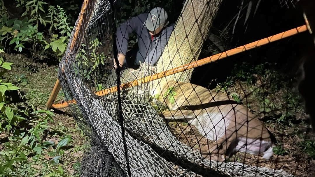 Deer saved by Hanover firefighters after being entangled in lacrosse ...
