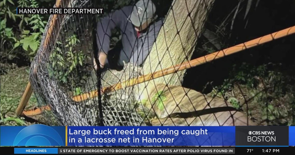 Deer saved by Hanover firefighters after being entangled in lacrosse ...