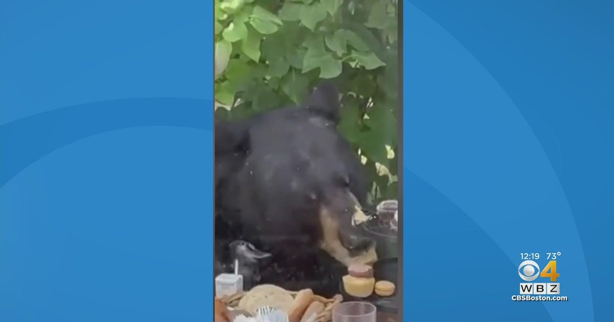 Bear crashes birthday party in Connecticut - CBS Boston