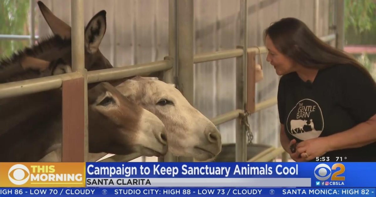 Gentle Barn in need of help to keep animals cool - CBS Los Angeles