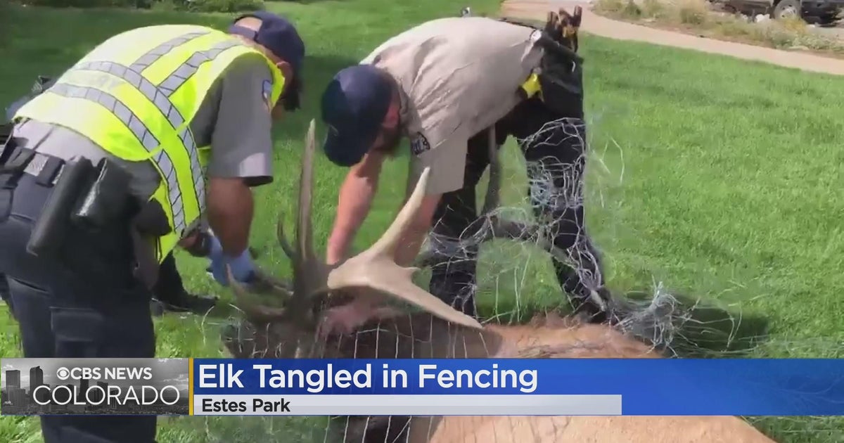 Colorado officials help elk whose antlers got tangled in fencing - CBS ...