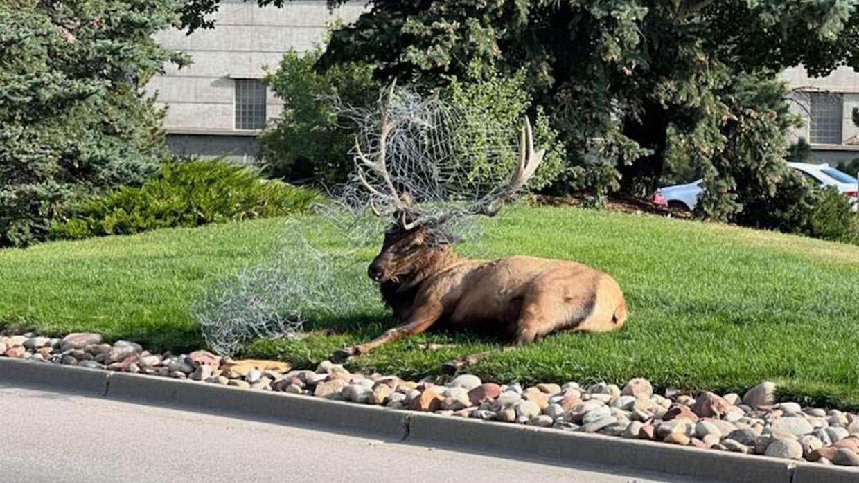Elk rescued after getting tangled in fencing in Estes Park - CBS Colorado
