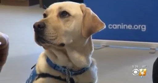 Celebrating National Service Dog Month - CBS Texas