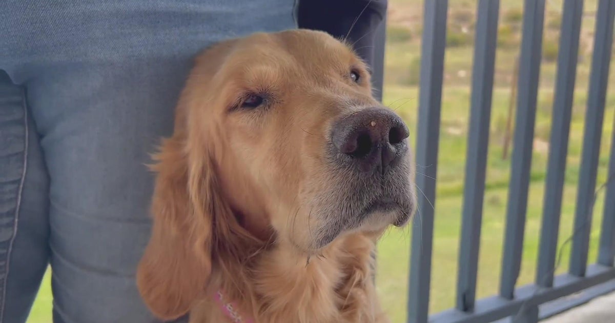 Missing golden retriever reunites with family after Fremont County ... Missing golden retriever reunites with family after Fremont County ...