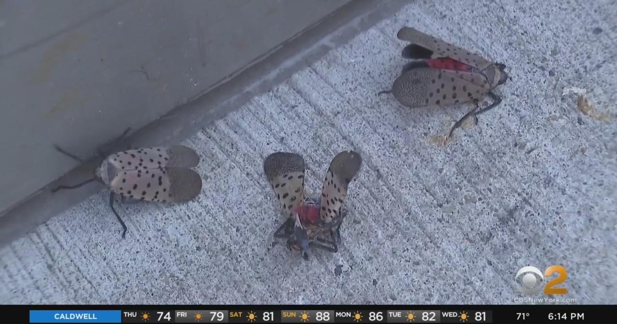 What's being done to slow the spread of spotted lanternflies - CBS New York What's being done to slow the spread of spotted lanternflies - CBS New York