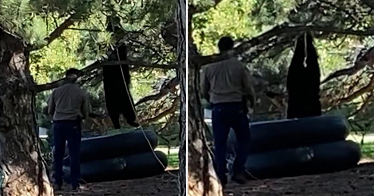 Bear tranquilized, brought down safely after climbing tree on Colorado ...