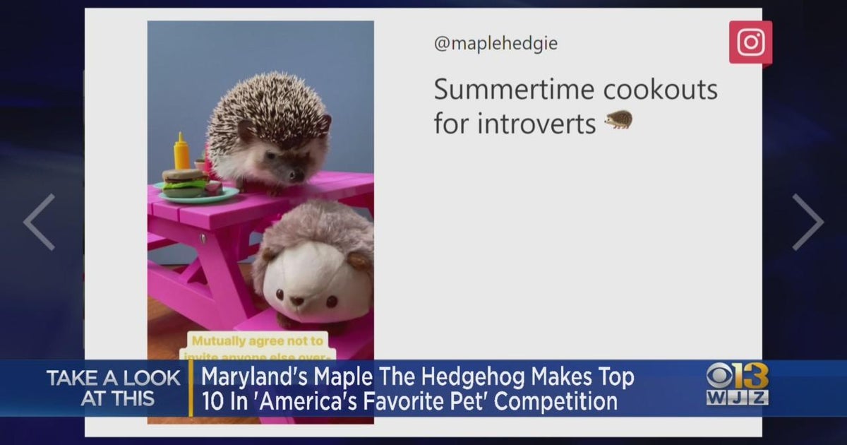 Maple the Hedgehog makes it to top 10 for title of 'America's Favorite ...