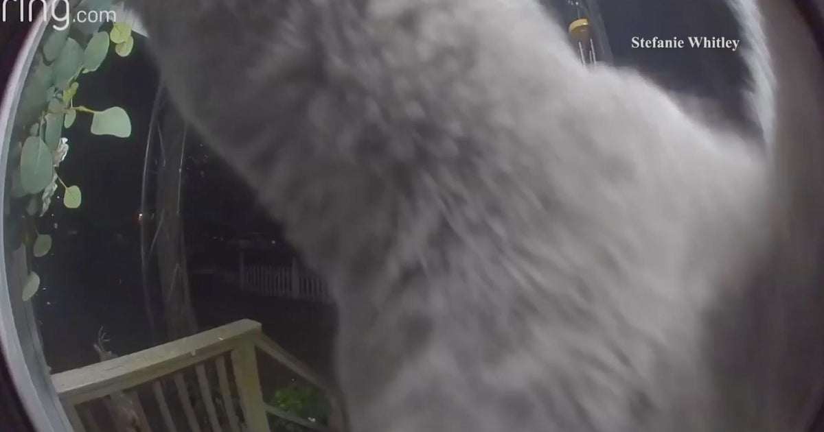 Caught on camera: Missing cat arrives home, rings doorbell - CBS Minnesota
