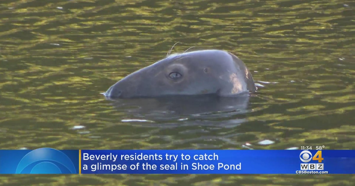 Beverly residents catch a glimpse of seal in Shoe Pond - CBS Boston
